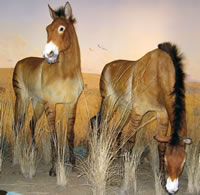 The Surprising History of America’s Wild Horses – Straight from the ...