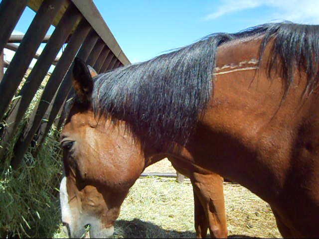 For Horse Lovers Everywhere: The Truth About Horse Slaughter – Straight ...