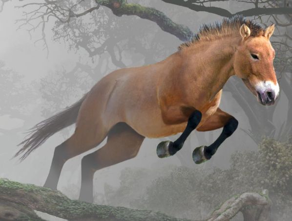 Another Study Verifies Wild Horses in North America Eons Ago – Straight ...