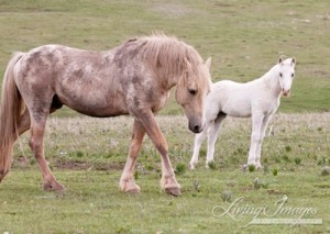 Erasing the Memory of Cloud the Stallion – Straight from the Horse's Heart