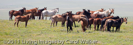 BLM ships 1,770 wild horses out of Teterville Long Term Holding Pasture ...