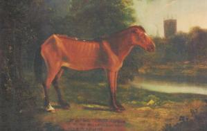 Group wants recognition for world’s oldest horse who lived until he was ...