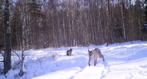 Chernobyl becomes “thriving” place for wild animals? – Straight from ...