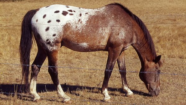 Indian Horses BEFORE Columbus – Straight from the Horse's Heart