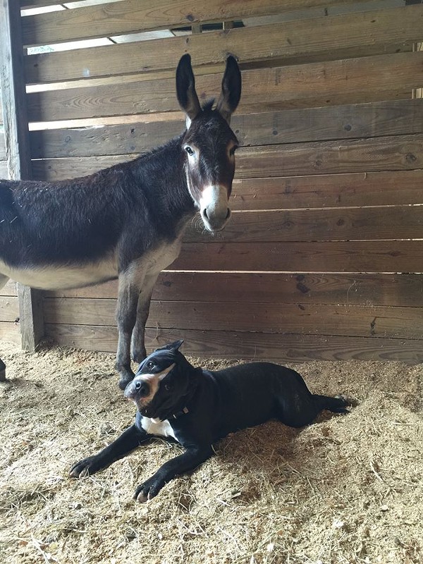 Feel Good Sunday: This Stray Pit Bull and Donkey Were Abandoned and Now ...