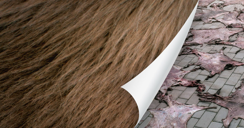 Under the Skin – Donkeys at Risk – Straight from the Horse's Heart