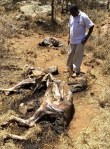 People Are Killing Millions Of Donkeys Just For Their Skins – Straight ...