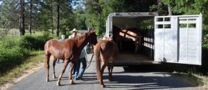 Georgia offers help for horses being evacuated from Florida – Straight ...