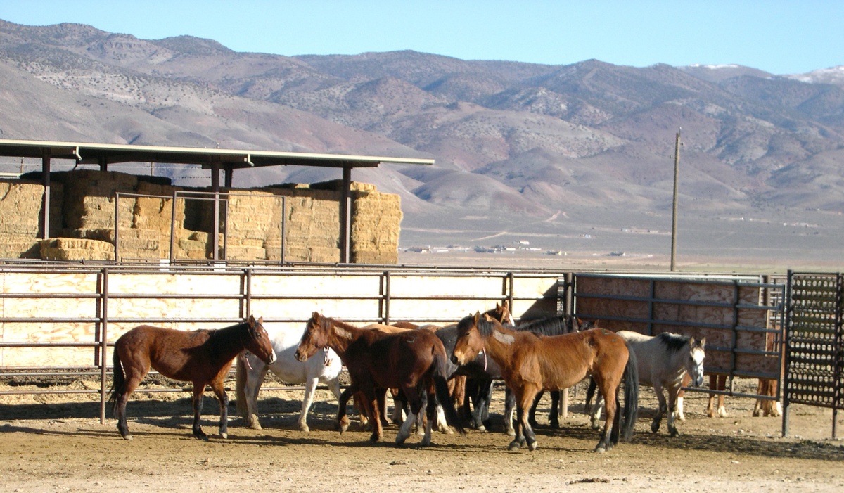 THE TRUTH #9 – Why did the BLM’s Palomino Valley wild horse & burro ...