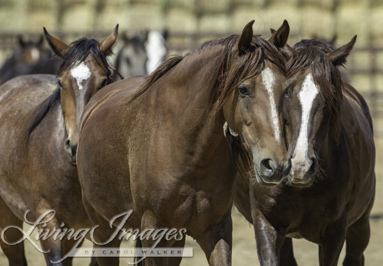 Action Alert! Please Comment to Stop Cruel and Deadly Spaying of Wild ...