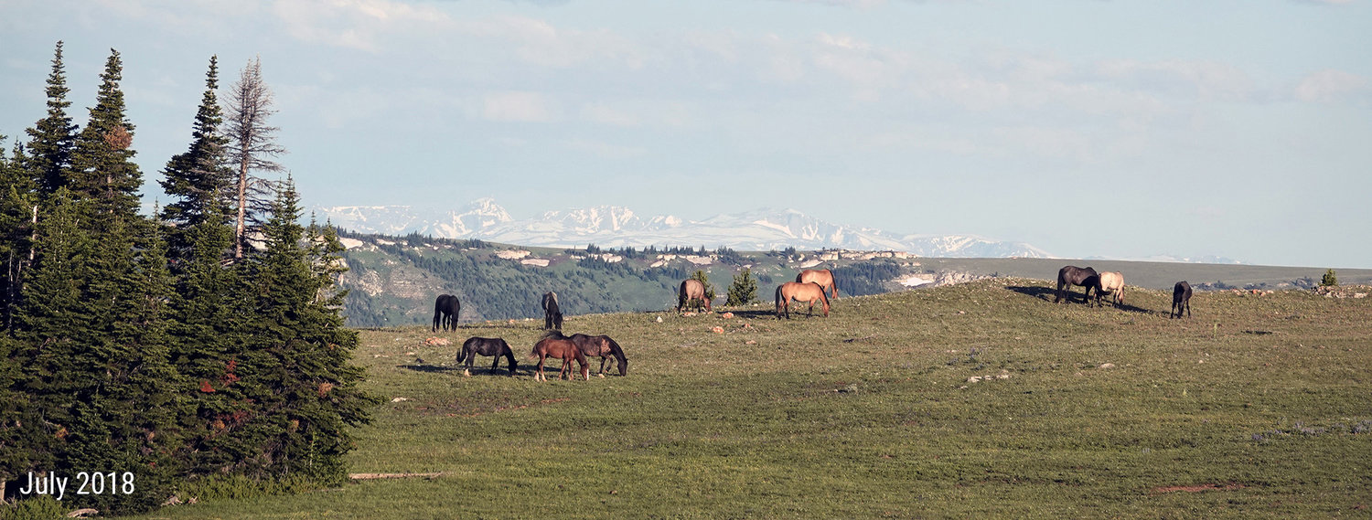WORLD FAMOUS MUSTANG HERD UNDER ATTACK – Straight from the Horse's Heart
