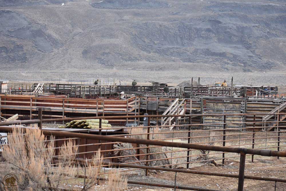 Update from the Field: Yellowstone’s Bison Trap is Closed for the ...