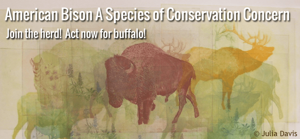 Action Alert: please help Buffalo Field Campaign’s efforts to save ...