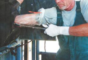 Government Agency Revives Plans for Perverse & Deadly Horse ...