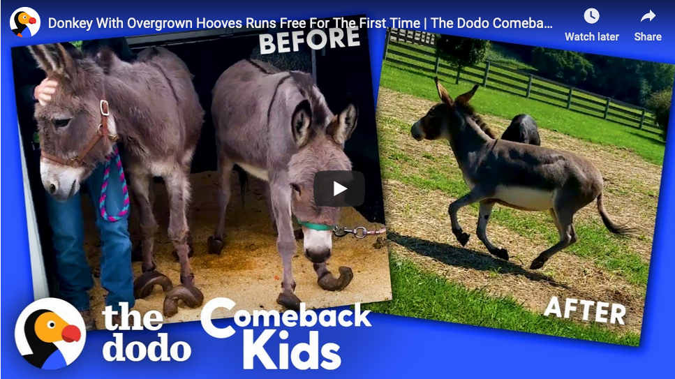 Feel Good Sunday: Video ~ Donkey With Overgrown Hooves Runs Free For ...