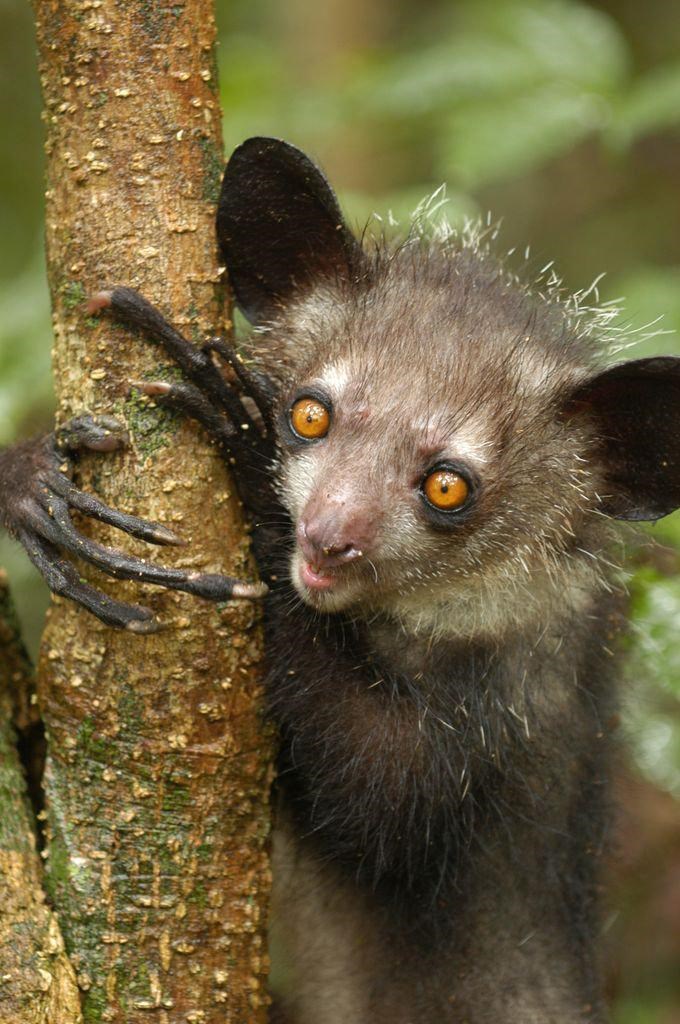BLM’s $1 Million Disaster Plan, Extinction and the Aye-Aye Lemur ...