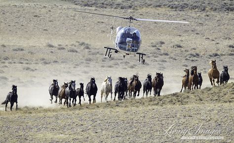 BLM Delivers Death Sentence for America’s Wild Horses – Straight from ...