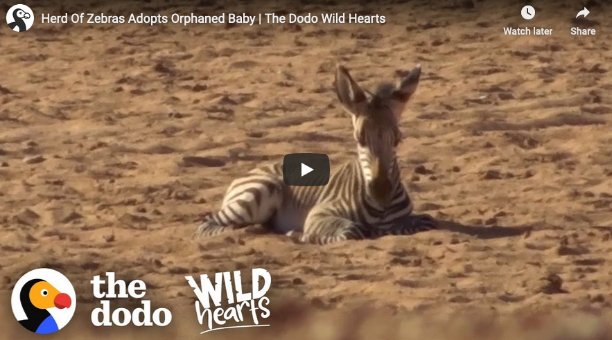 Feel Good Sunday: Video ~ Herd Of Zebras Adopts Orphaned Baby ...