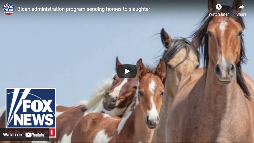 Carol Walker Speaks to the Slaughter of Wild Horses & Burros on ...
