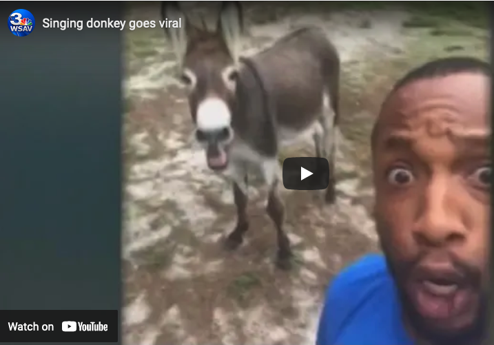 Feel Good Sunday: Video~Singing donkey goes viral – Straight from the ...