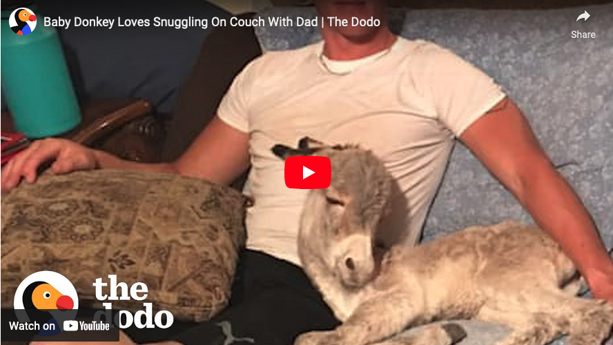 Feel Good Sunday: Video~Baby Donkey Loves Snuggling On Couch With Dad ...