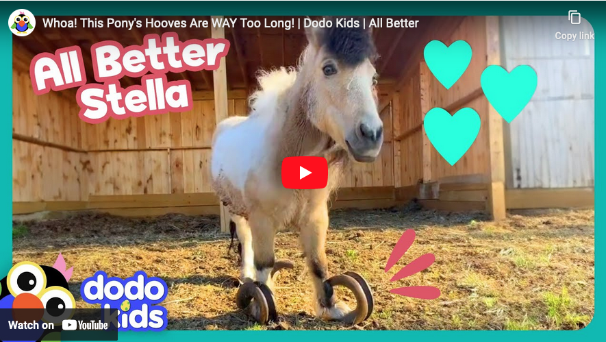 Feel Good Sunday: Video~Whoa! This Pony’s Hooves Are WAY Too Long ...